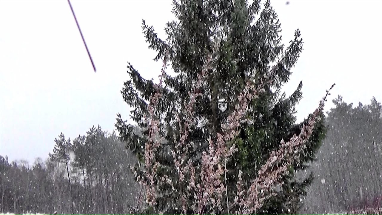 Snow falling in pine forest - YouTube