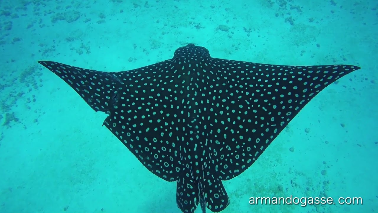 Raya Aguila mordida - YouTube