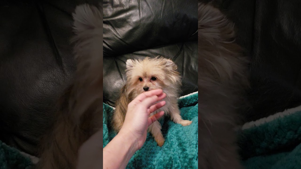 Porkie puppy pomeranian yorkie mix - YouTube