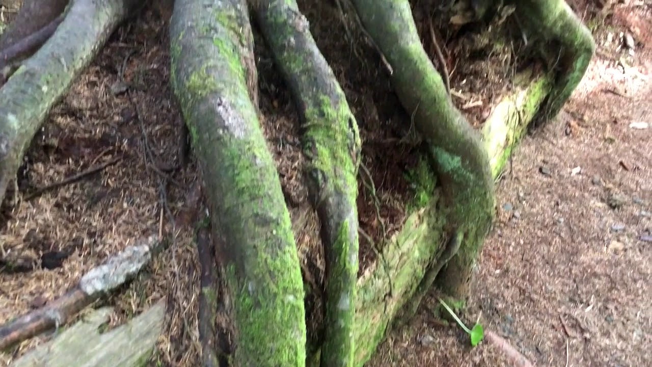 Nurse Logs in Rain Forest - YouTube