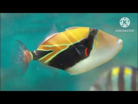 Octonauts Creatures A to Z with Real Animals (My Version)