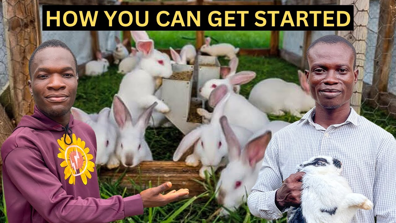 How To Start A Rabbit Farm | Everything About Rabbit Farming - YouTube