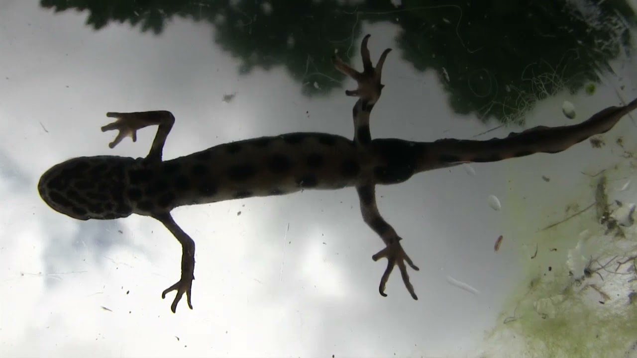 Fresh Water Irish Newt - YouTube