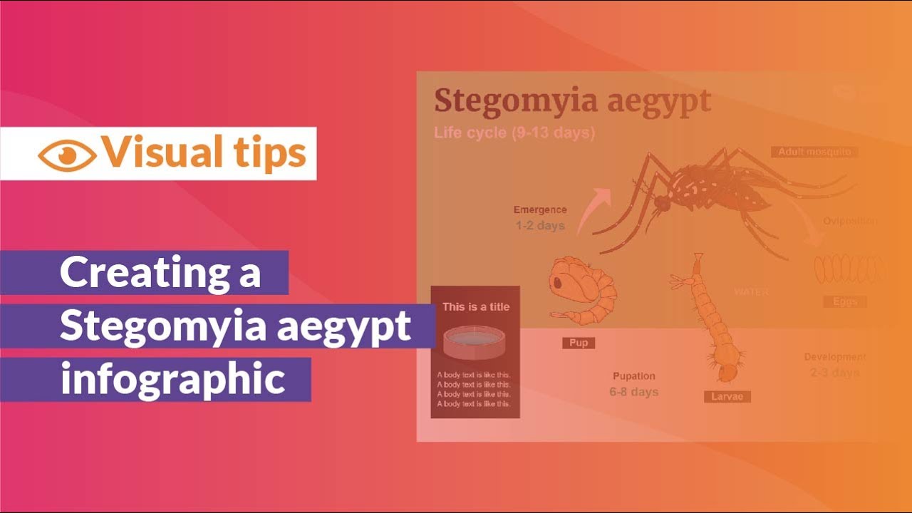 Parasitology: Stegomyia Aegypt Life Cycle - YouTube
