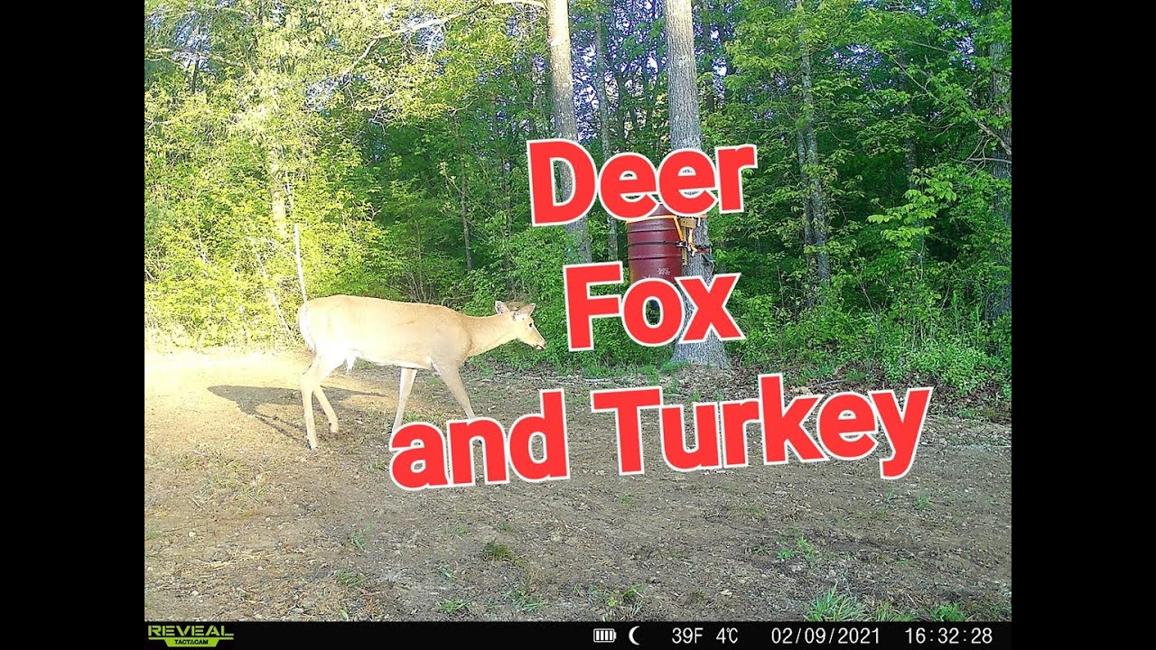 Trail Camera: Deer & Fox &Turkey - YouTube