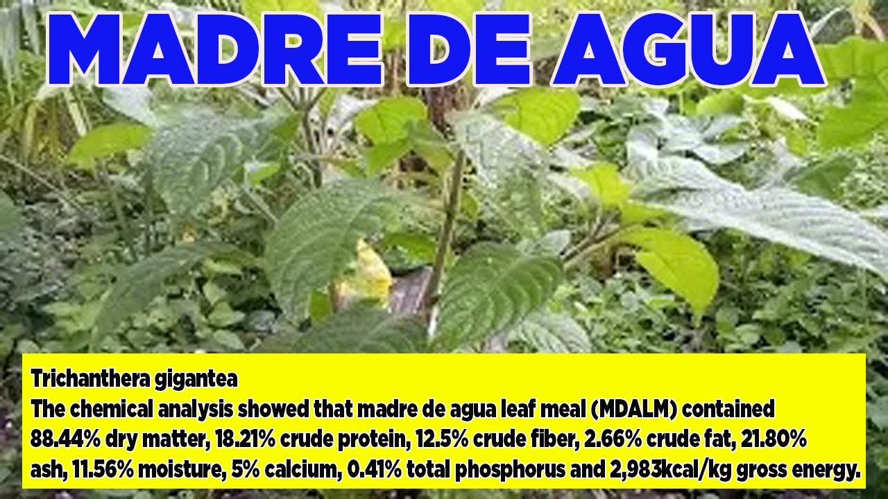 Trichanthera Gigantea (MADRE DE AGUA) MAYROONG MARAMING SUSTANSYA PARA ...