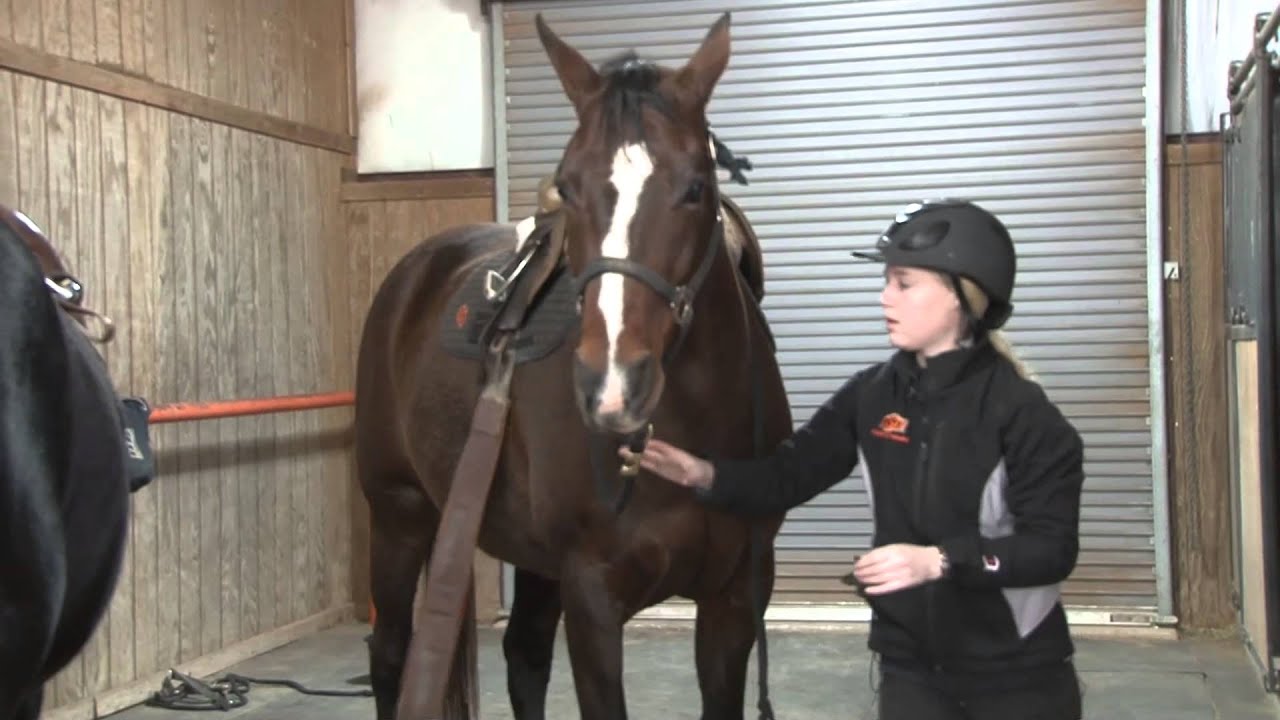 OSU Equestrian Team Wins Big 12 Championship - YouTube
