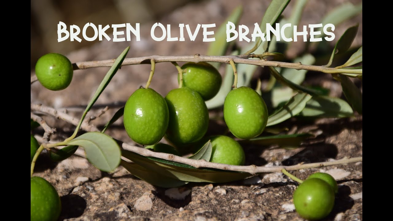 Broken Olive Branhes - YouTube Music