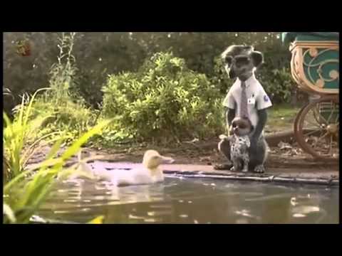 Compare the Meerkat - Advert 49 - YouTube