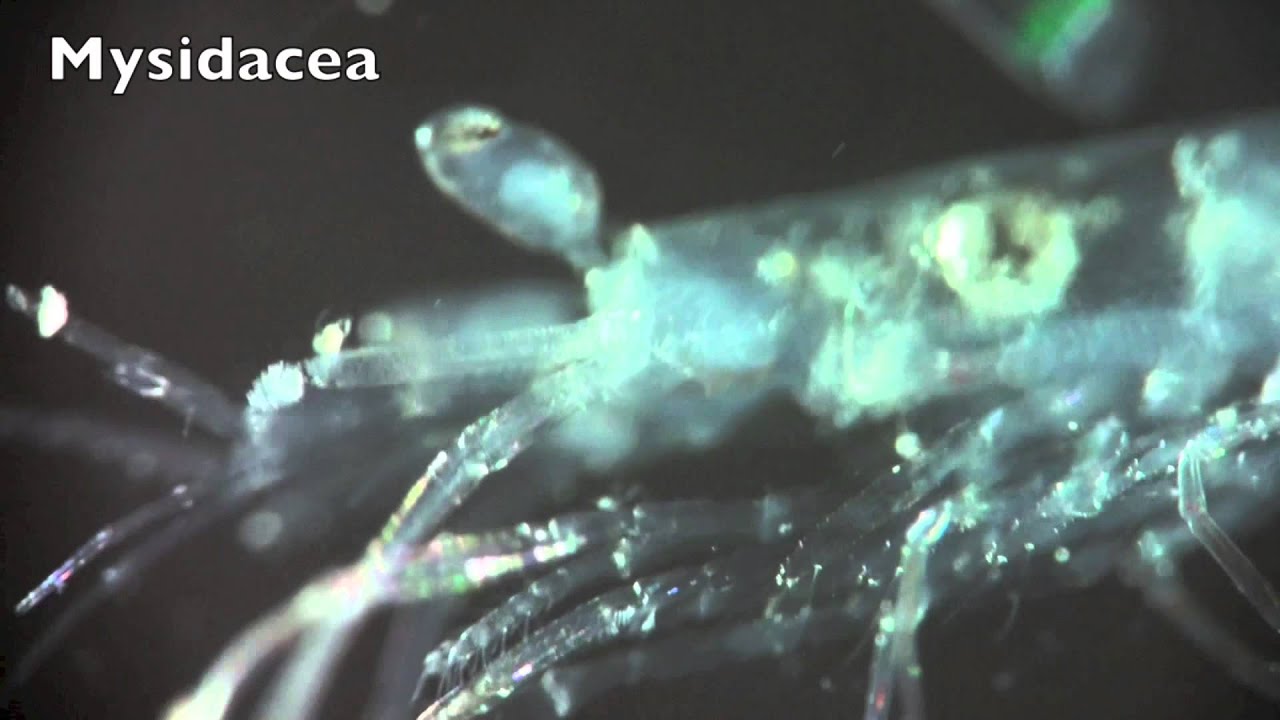 Mysidacea - YouTube