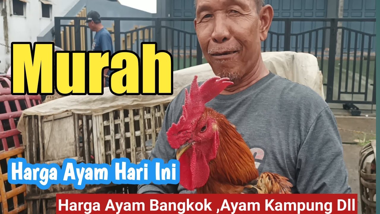 MURAH ..!!HARGA AYAM BANGKOK RAMBON DIJUAL 115 RIBU ,AYAM PELUNG AYAM ...