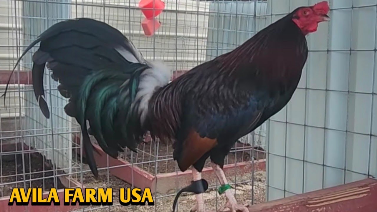 Robbie White Kelso Larry Romero Grey Roundhead - AVILA FARM USA - YouTube