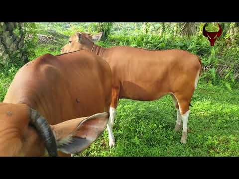 ada SISKA di Kebun Sawit