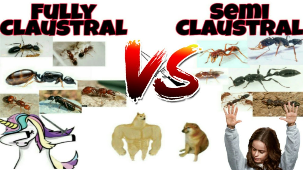 SEMI CLAUSTRAL v/s FULLY CLAUSTRAL QUEEN | DIFFERENTIATING | - YouTube