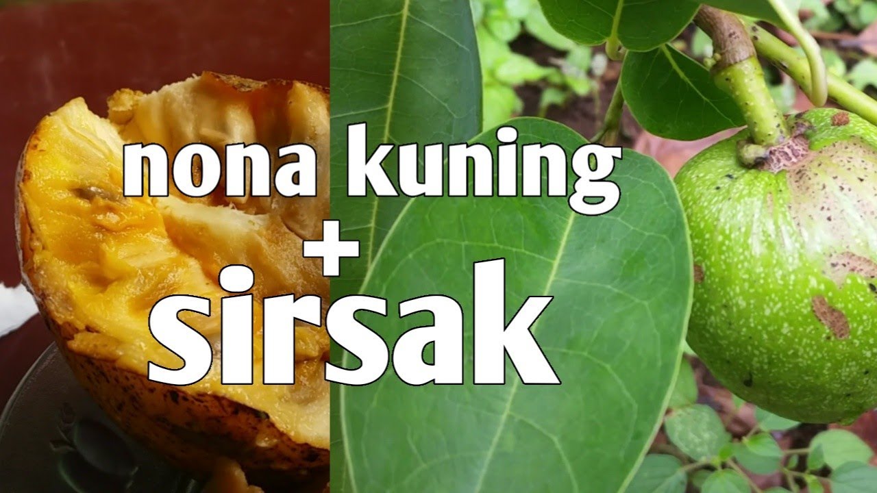 Hasil sambung pucuk buah nona kuning dengan batang bawah sirsak - YouTube