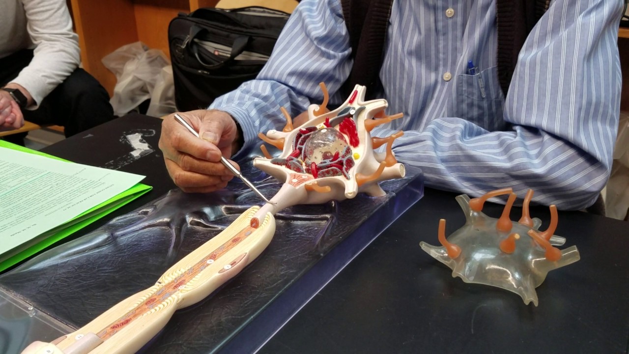 Multipolar Neuron Model - YouTube