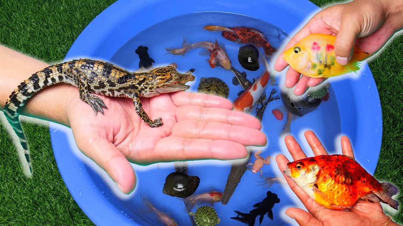 Crocodile Betta Ping Pong Catfish Koi Carp Golden Fish Angelfish Turtle ...