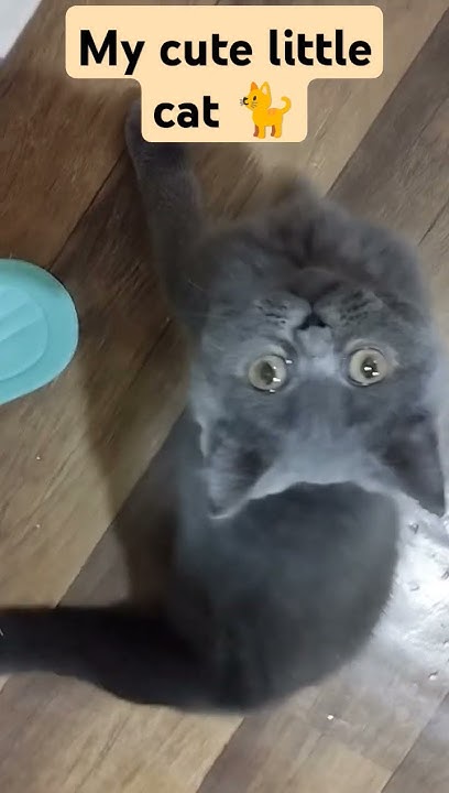 He's 4 months old and looks bigger than usual 🐈 #cat #animals #viralvideo #shortsvideo - YouTube