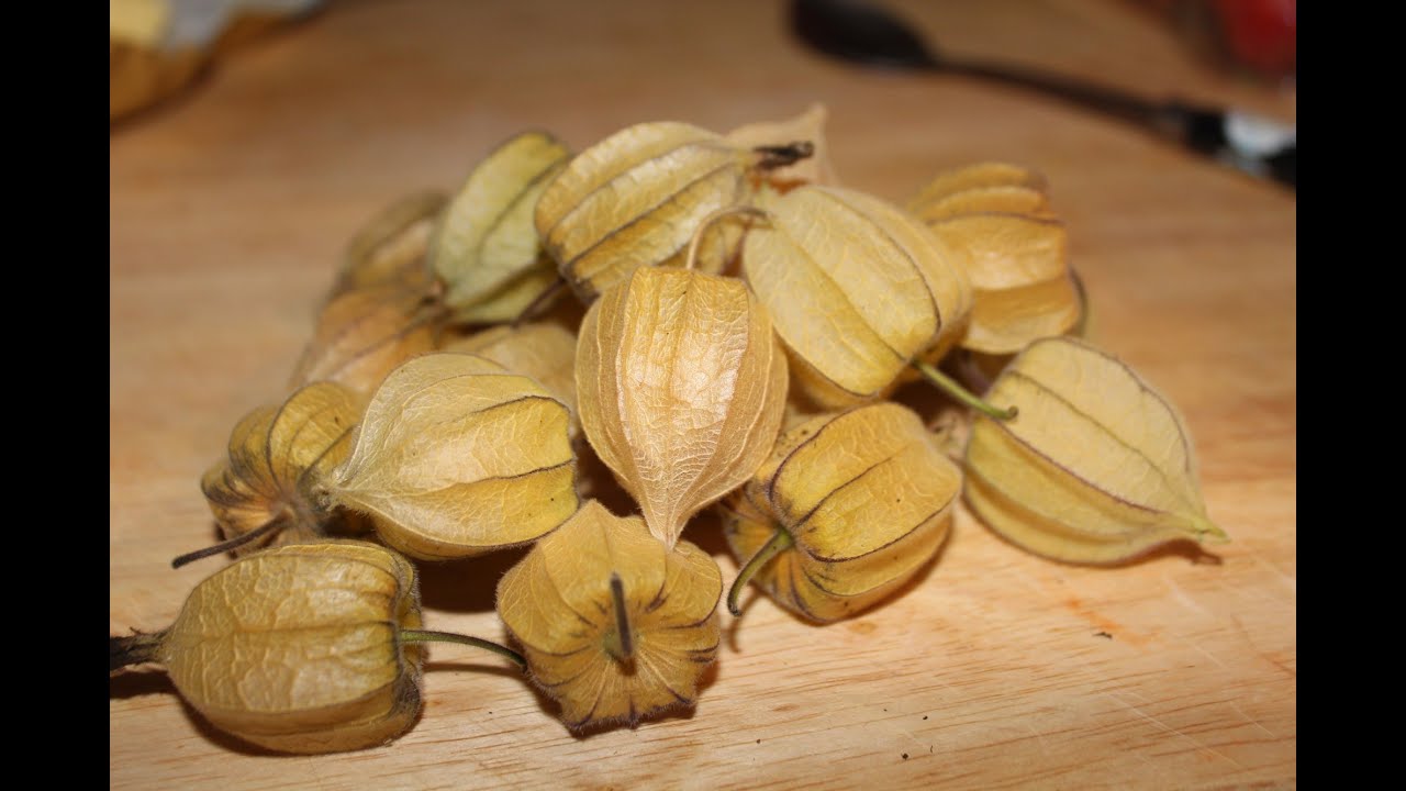 Giant Cape Gooseberries Harvest - YouTube