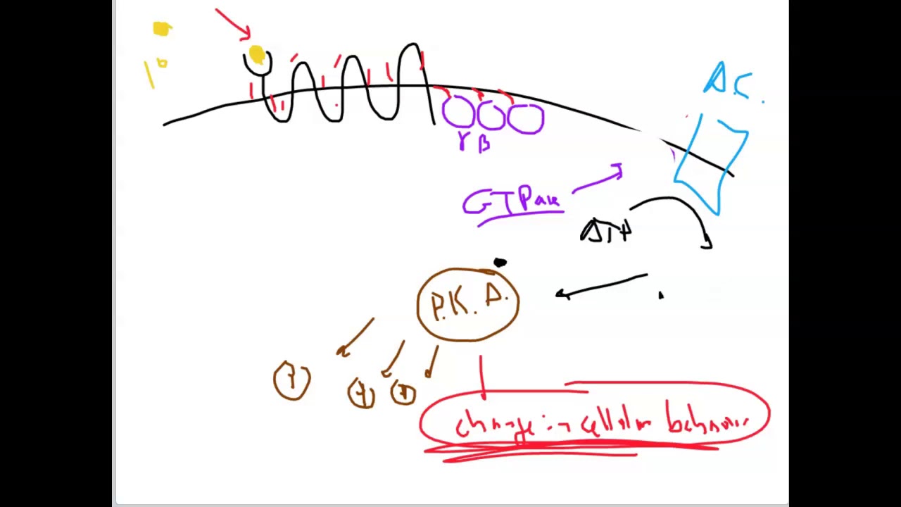 G Protein Coupled Receptors: cAMP and Ca as Second Messenger - YouTube