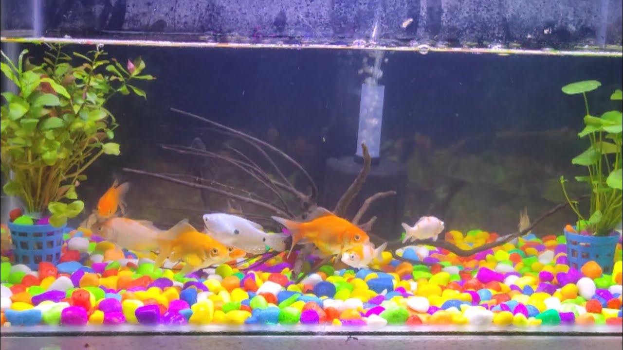 Aquarium|easy aquarium setting|water plant aquarium - YouTube