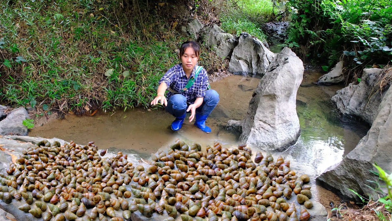 A lot of snails are gathering in the stream. catch snails and make ...