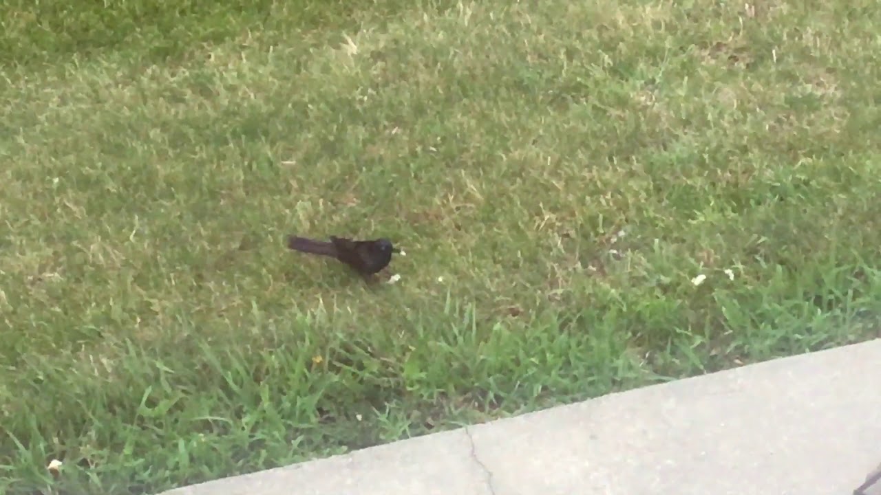 Healthy grackle eating food - YouTube