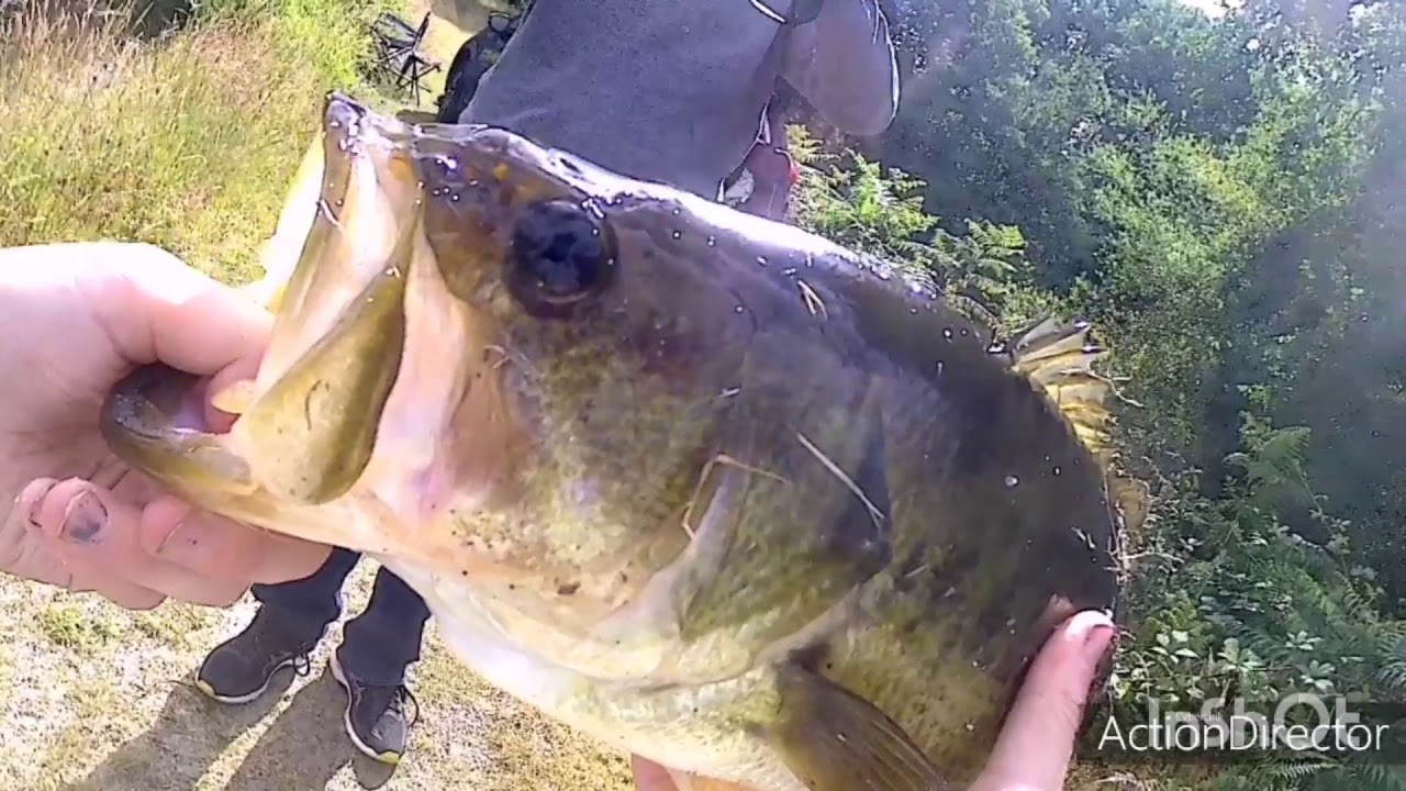 Belle pêche dans un étang privé en Sologne (Gros black bass nouveau ...