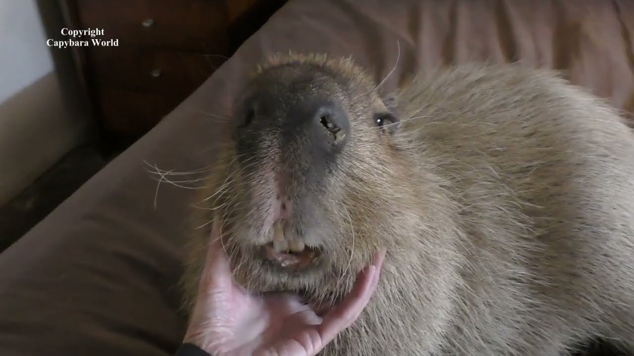 The Amazing Reaction When A Capybara Smells This - YouTube