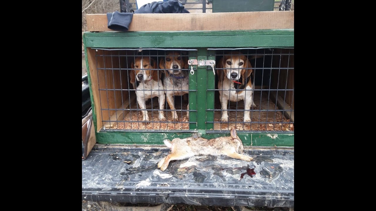 March 8, 2019 Swamp rabbit run. - YouTube