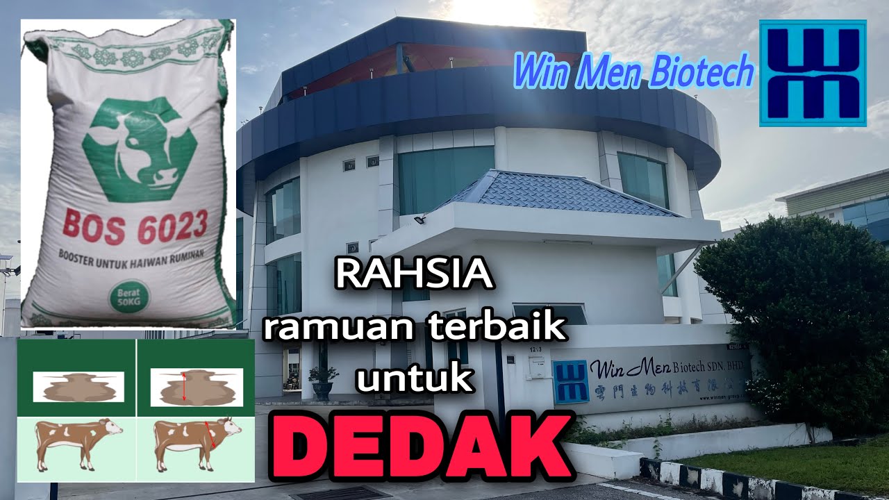 Rupanya Dedak lembu ‘PENANG’ hasil kajian selama 20 tahun - YouTube