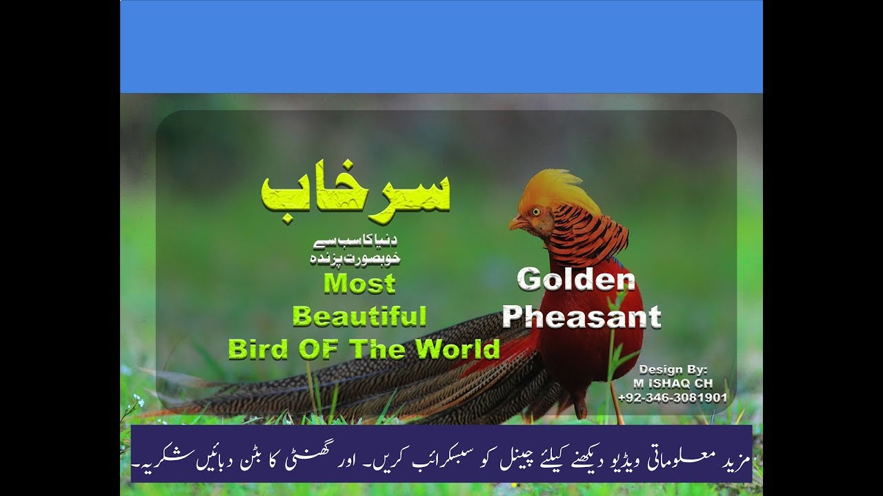 Golden Pheasant(Surkhab) - YouTube