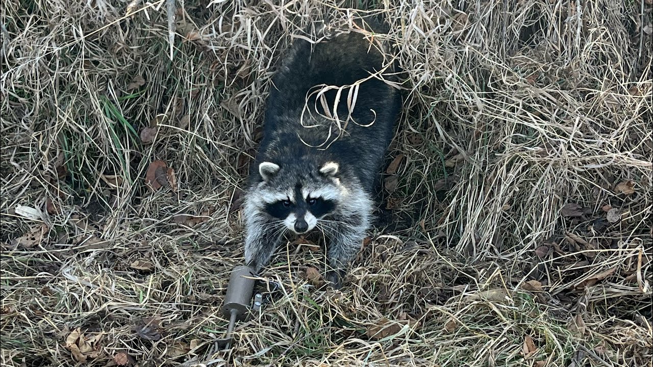 Check 2- 79 Raccoon And 3 Beaver - YouTube