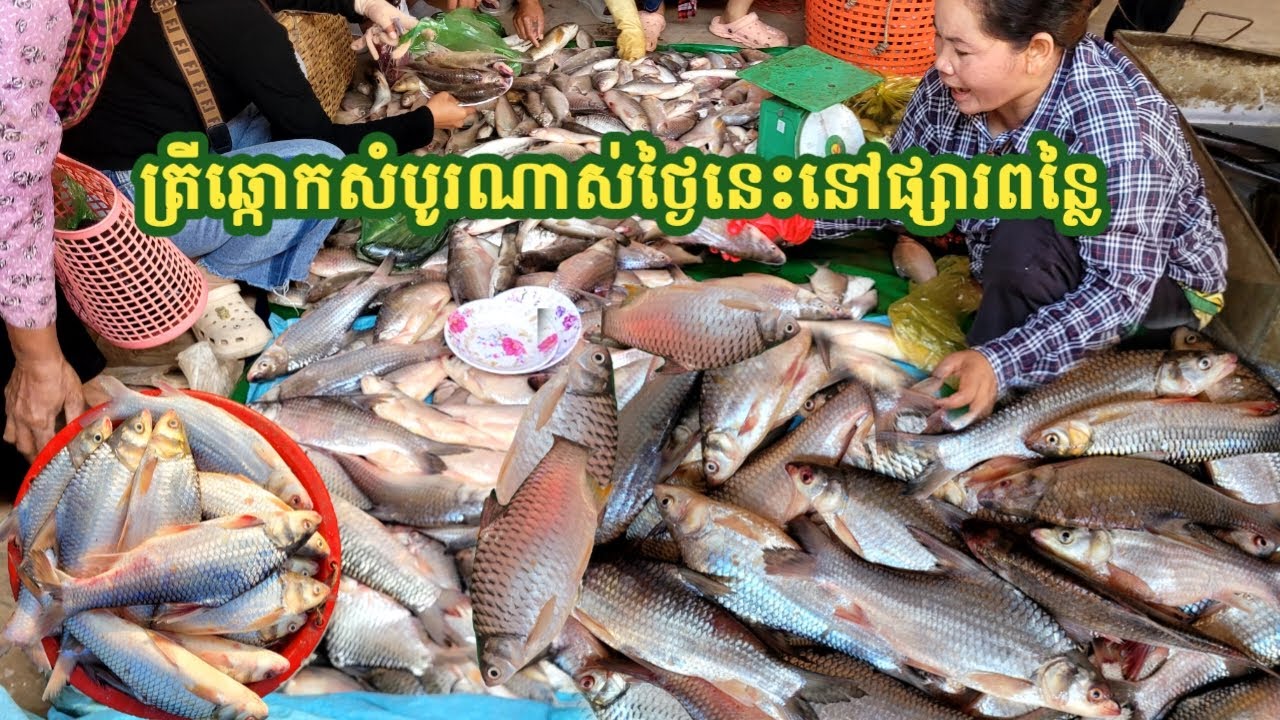 Fish Market || Today's ! market is rich in big fish 🐟🇰🇭 || Freshwater ...