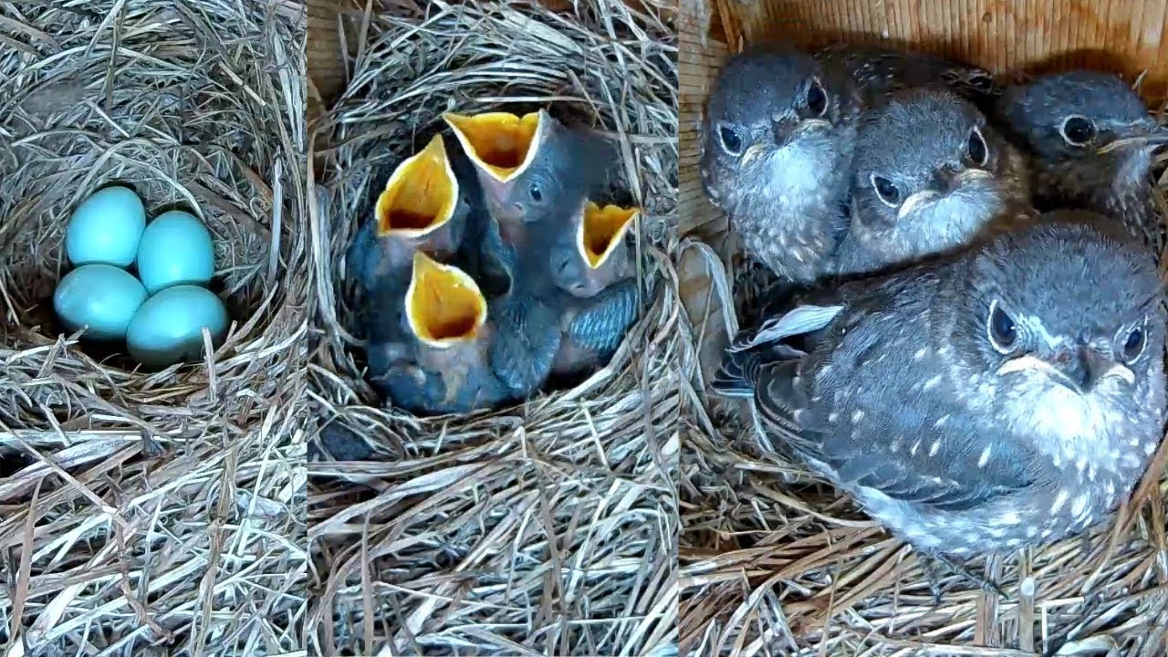 A Fascinating Look at Baby Bluebirds Day by Day! - YouTube