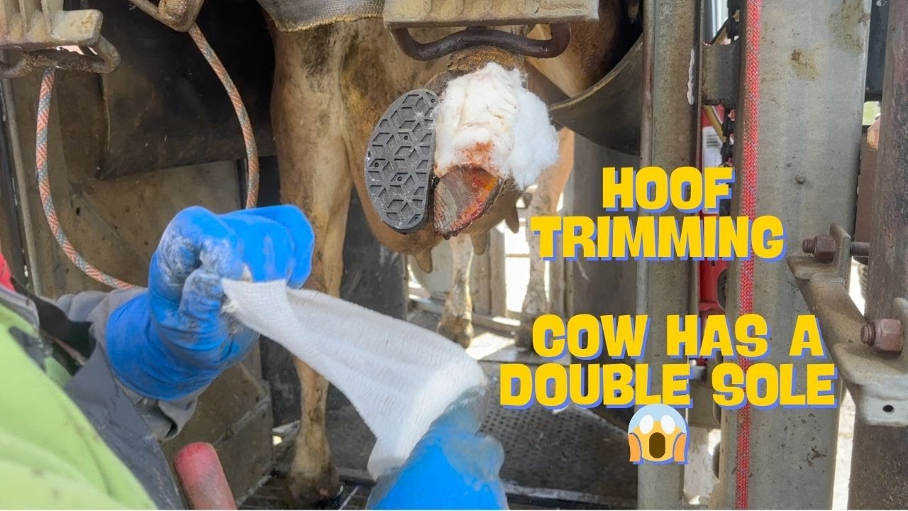 HOOF TRIMMING, A COW WITH A DOUBLE SOLE 😱 - YouTube
