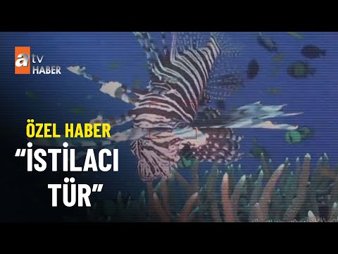 ÖZEL HABER – Denizlerde istilacı tür tehlikesi - atv Ana Haber 28 Ocak 2023