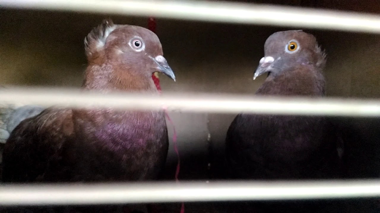 How to breeding pigeon - YouTube