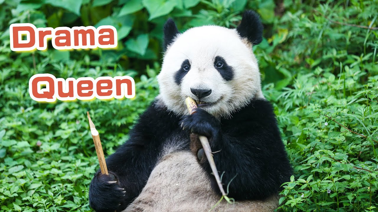 【Panda Billboard】Episode 266 Pandas Are Drama Queens | iPanda - YouTube