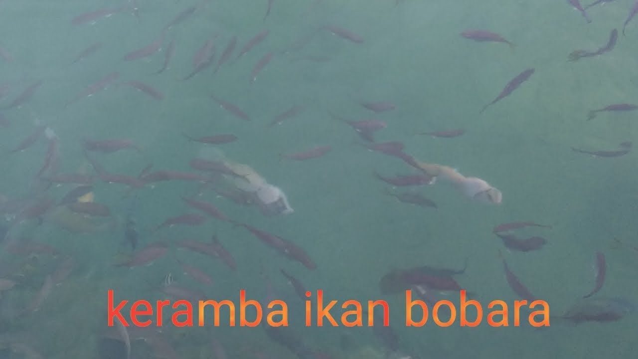 makanan khusus ikan bobara agar cepat besar dan bisa di panen - YouTube
