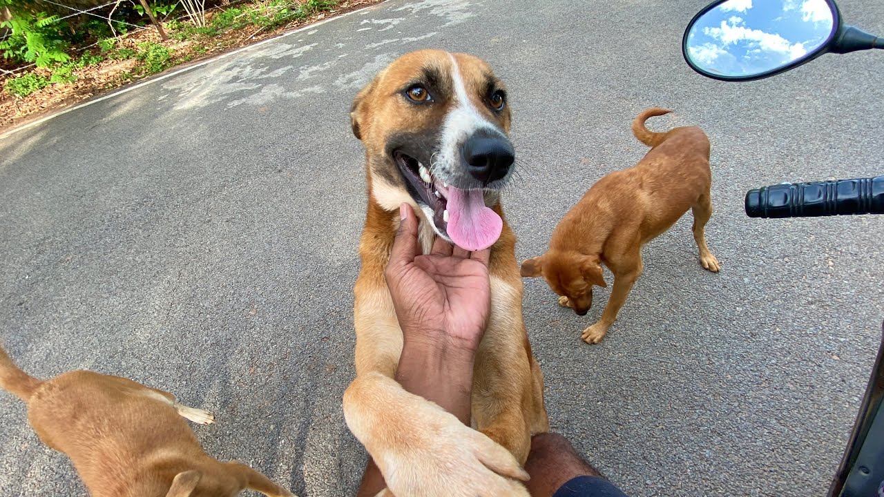 Stray dogs eagerly waiting for longtime, please watch my videos it will ...
