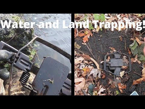 Trapping Compilation - Land & Water Trapping - YouTube