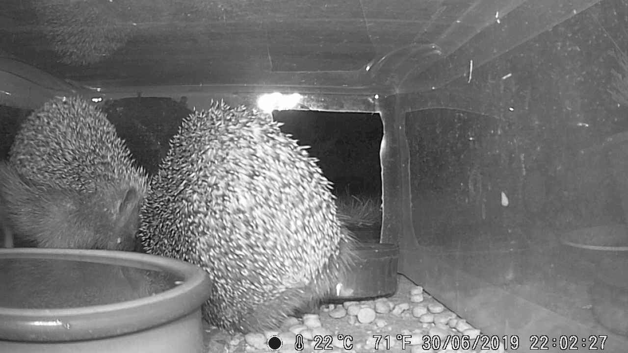 TWO #hedgehogs huffing 10pm 300619 - YouTube