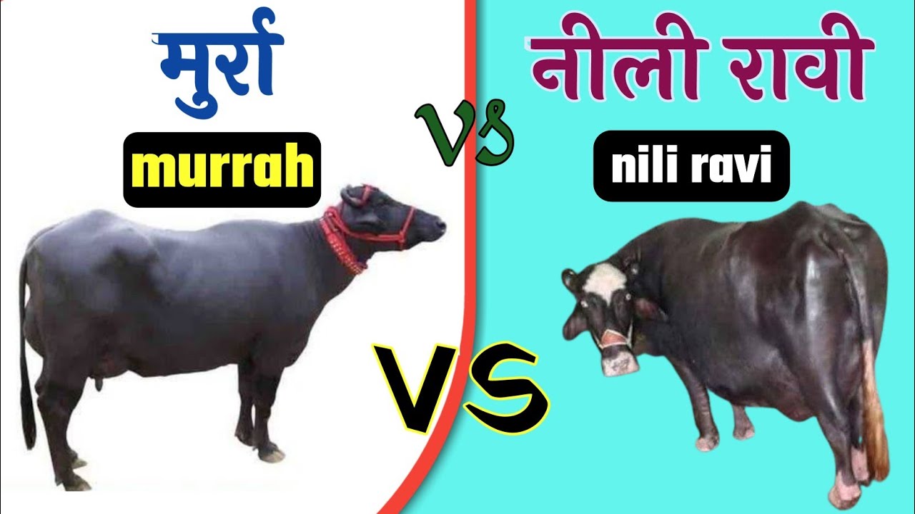 murrah vs nili ravi | murrah buffalo | nili ravi buffalo | Mehsana ...