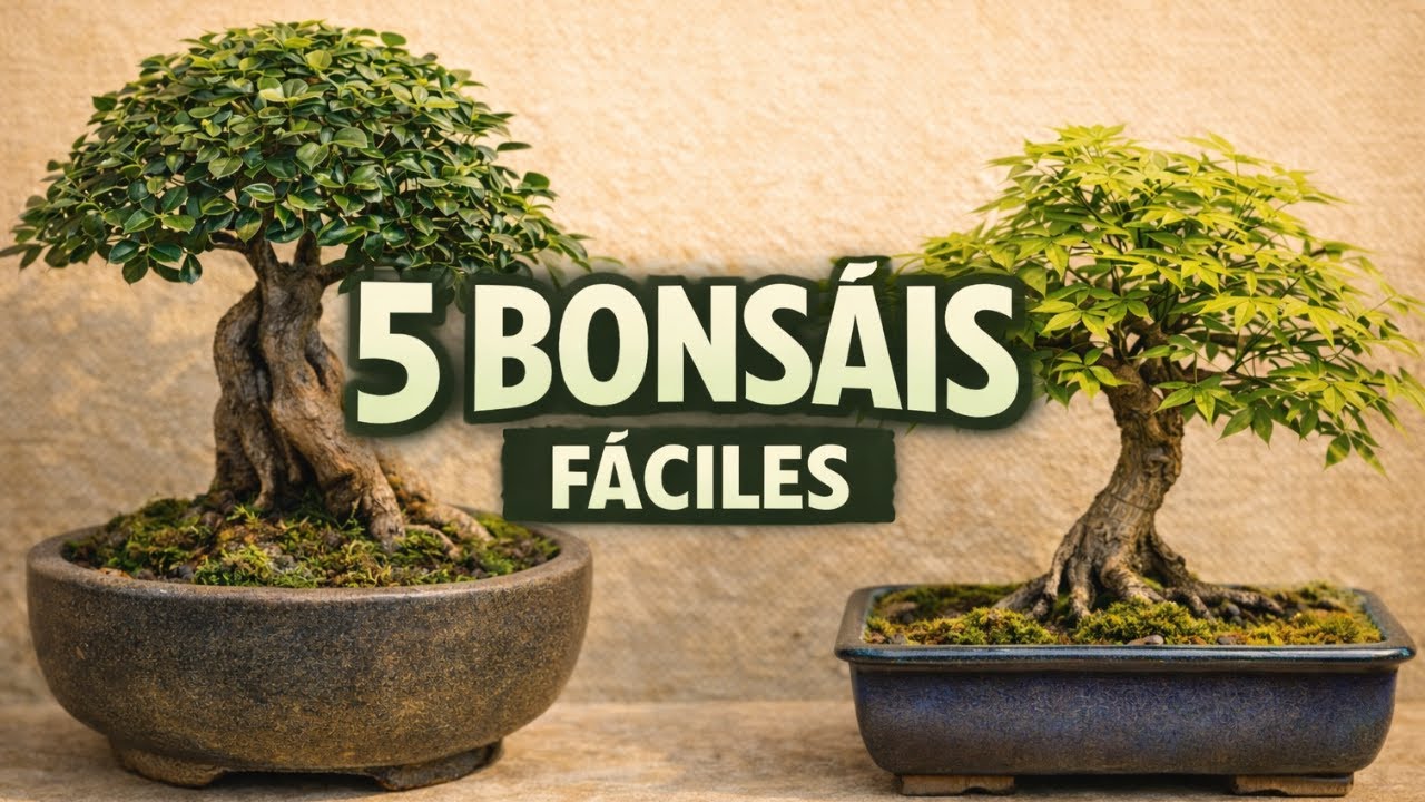5 BONSÁIS MUY Fáciles para Empezar 🌳 - YouTube