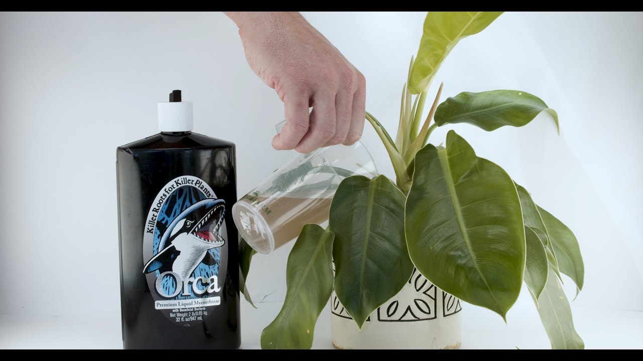 Orca Liquid Mycorrhizae - How to use - YouTube