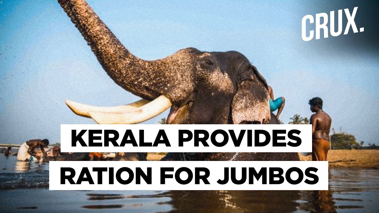 Elephants Queue Up Outside Ration Shops In Kerala To Get Free Food ...