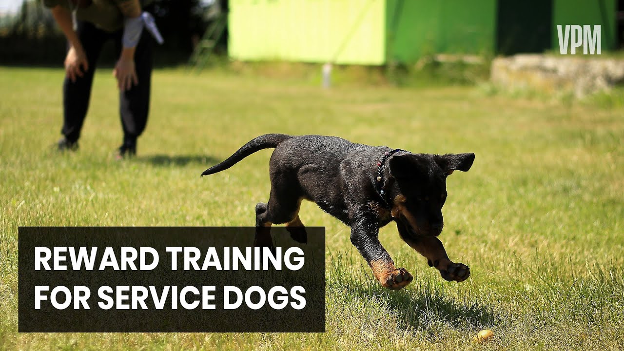 Training Police Dogs with Rewarding Behavior - YouTube