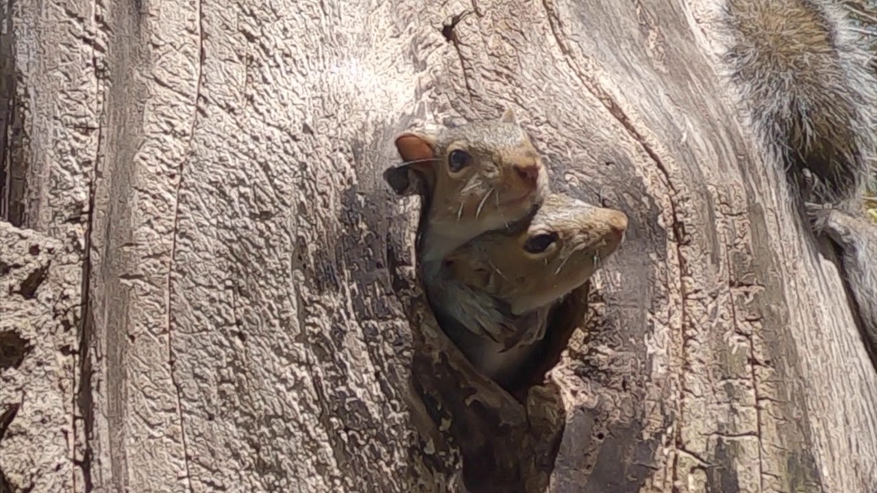 The Next Squirrel Obstacle Course Contestants?! - YouTube