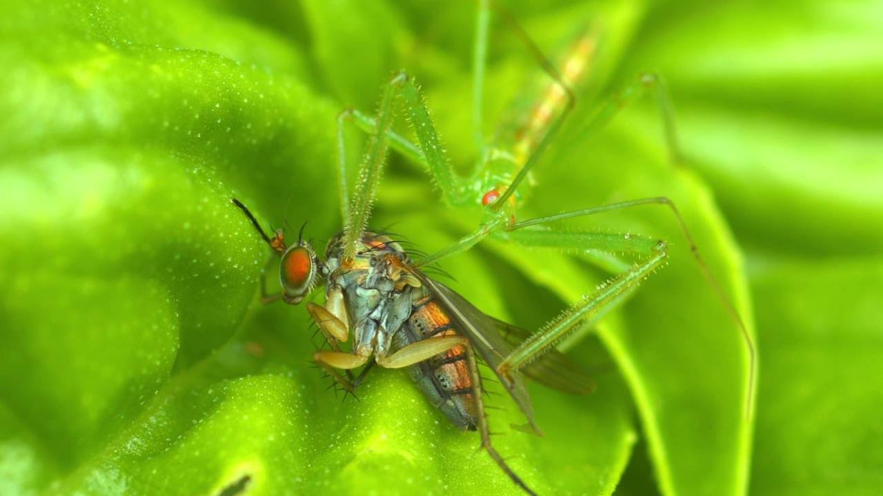 Pale Green Assassin Bug (Zelus luridus)Nymph eating long-legged fly ...